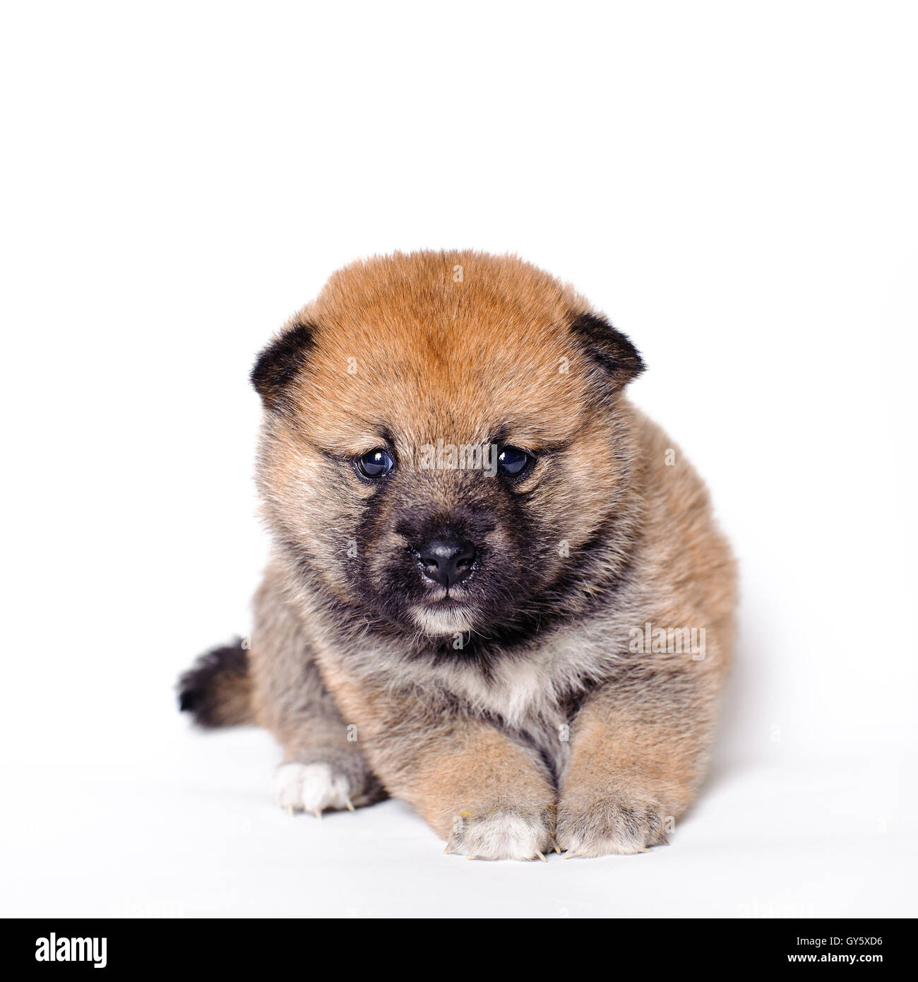 Cute shiba inu hi-res stock photography and images - Alamy