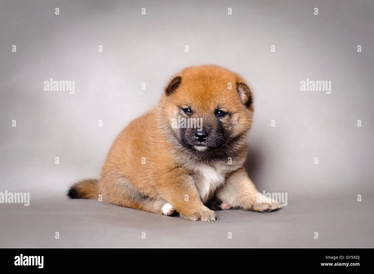 Japanese shiba inu hi-res stock photography and images - Alamy