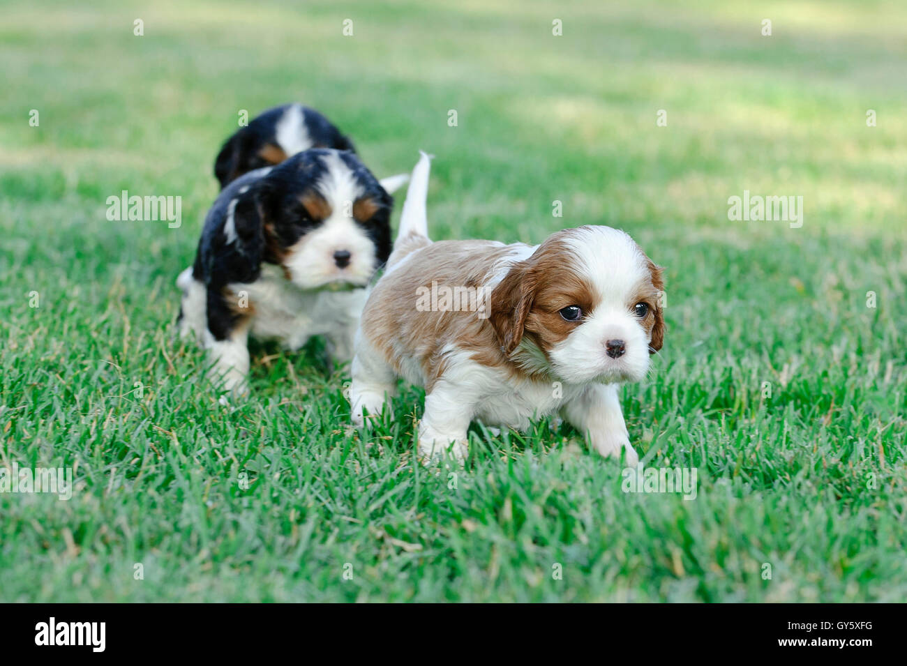 Cavalier king charles spaniel puppies in garden Stock Photo - Alamy