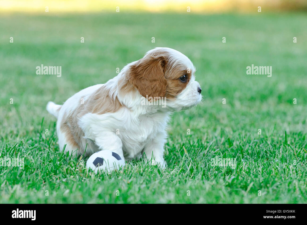 Cavalier king charles spaniel puppy in garden playing football, soccer ...