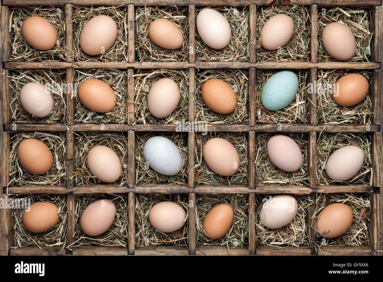 Box with chicken,turkey,goose and duck eggs collection Stock Photo - Alamy