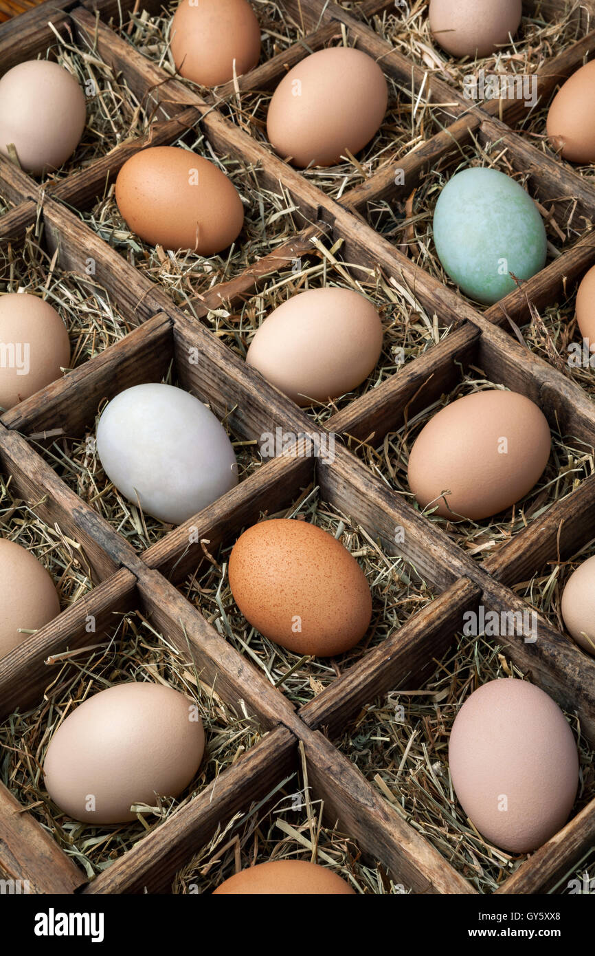 Farm goose nest hi-res stock photography and images - Alamy