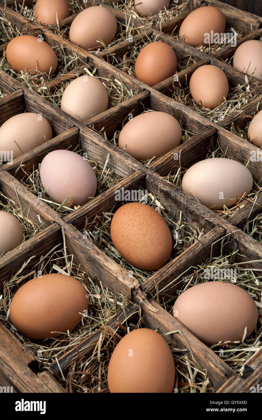 Box with chicken,turkey,goose and duck eggs collection Stock Photo - Alamy