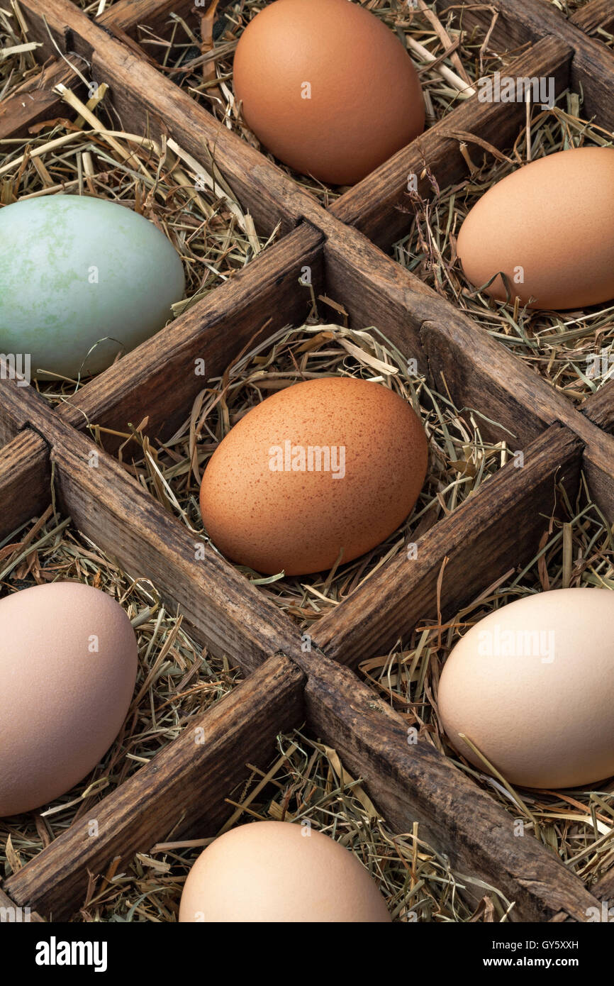 Box with chicken,turkey,goose and duck eggs collection Stock Photo - Alamy