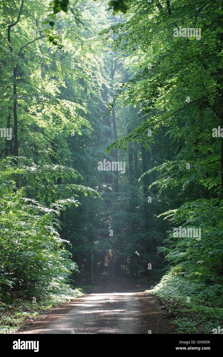 Branches bushes clearing hi-res stock photography and images - Alamy