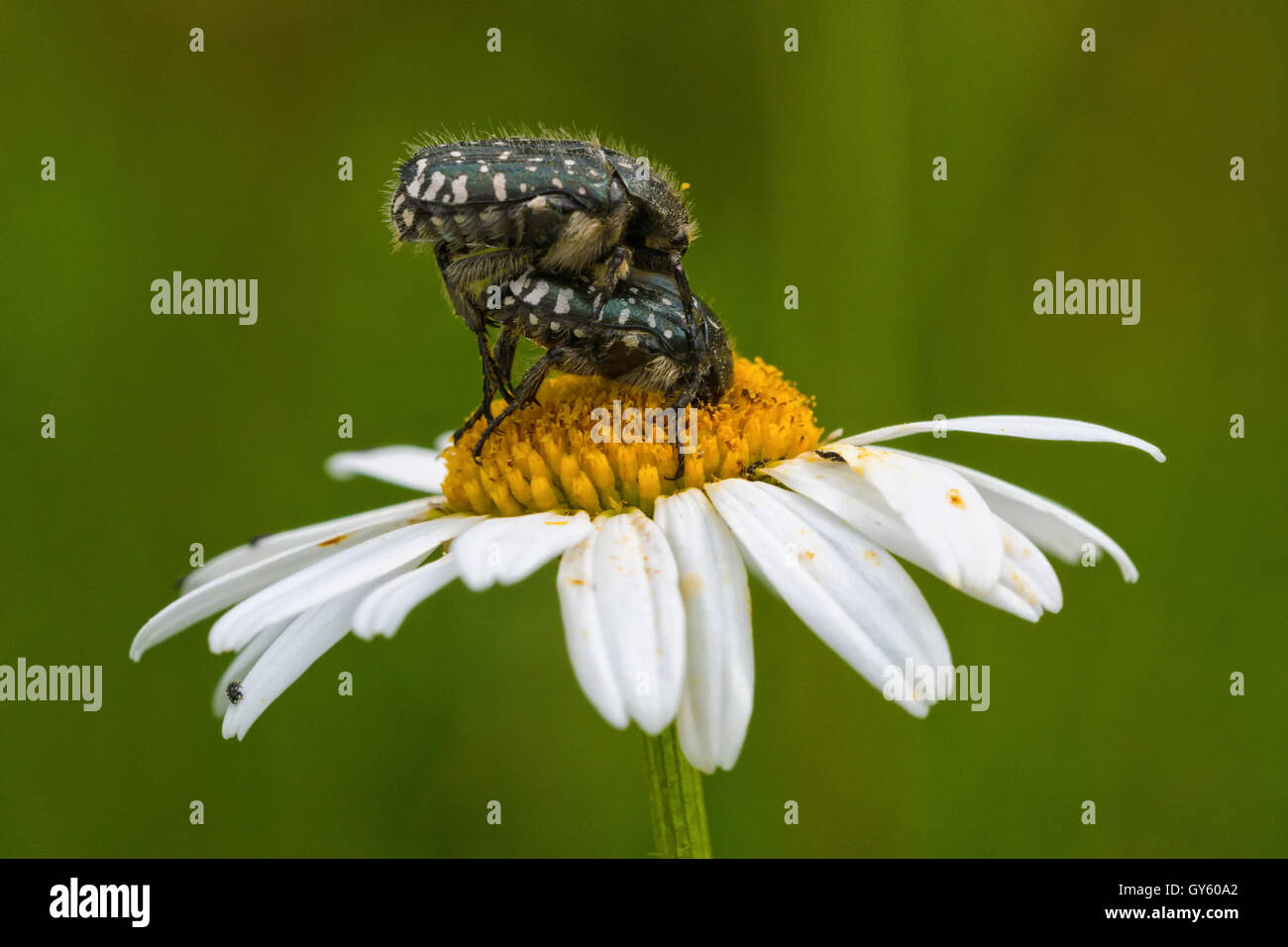 Two beetles sitting on a daisy flower Stock Photo - Alamy