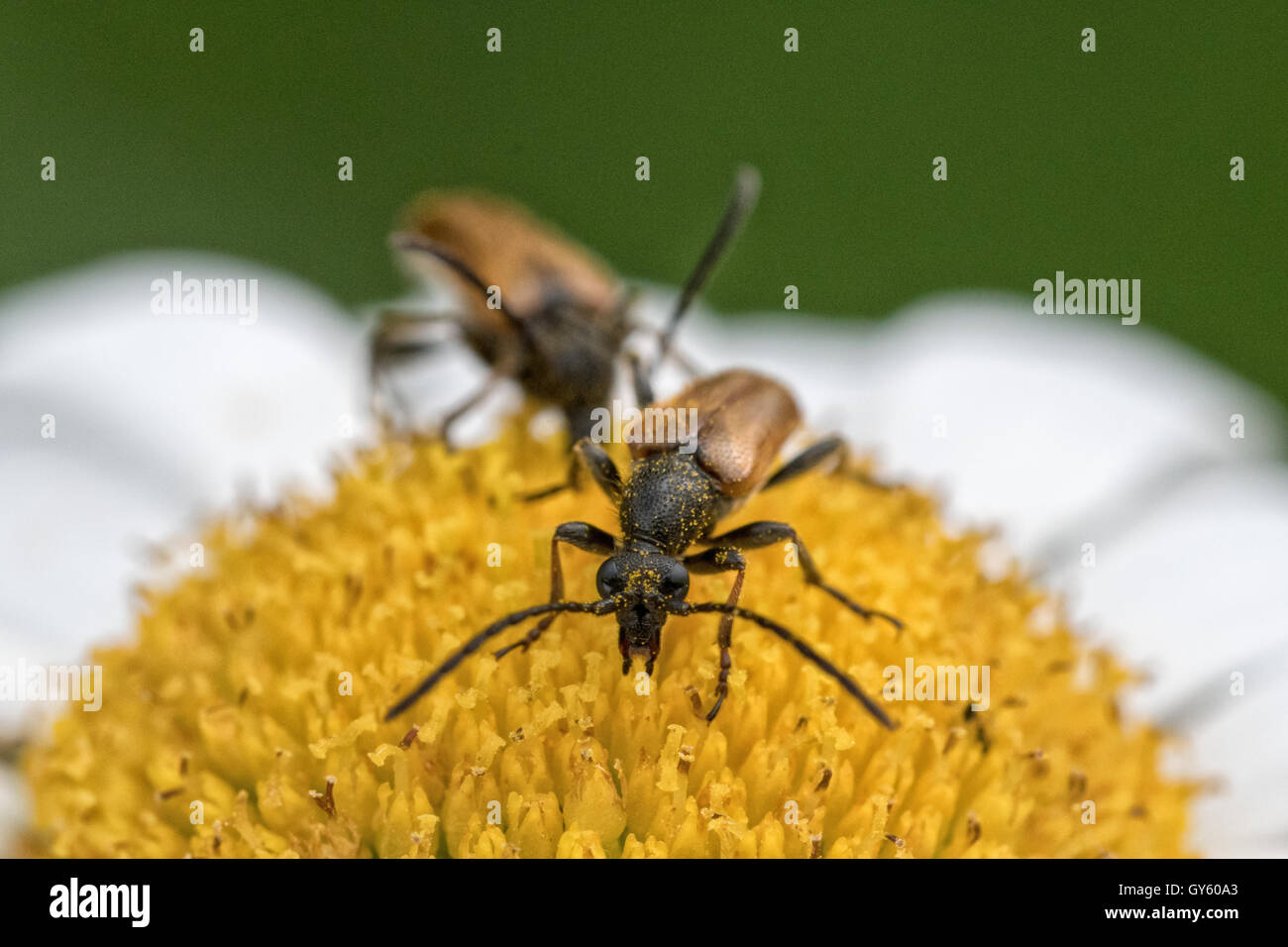Two brown beetles sitting on a daisy flower Stock Photo - Alamy