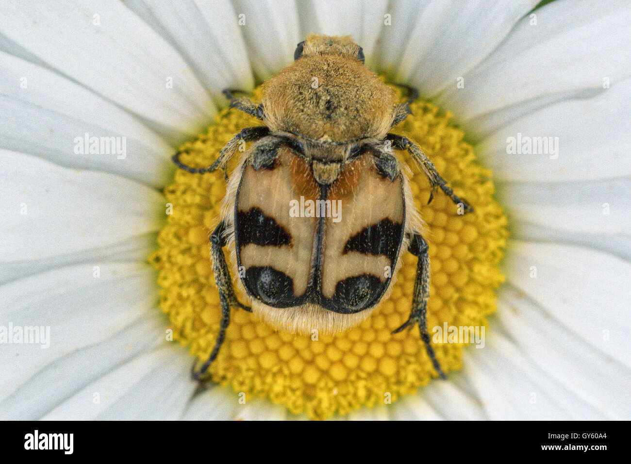 One colored beetle sitting on a daisy flower Stock Photo - Alamy