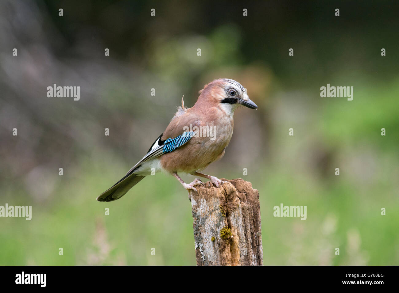 Juvenile jay hi-res stock photography and images - Alamy