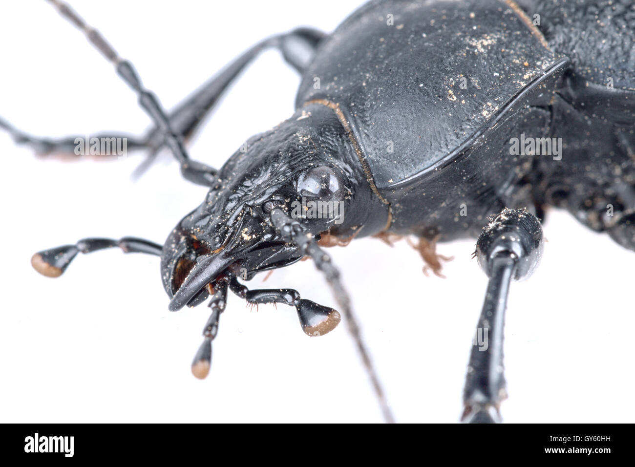 Detail of head of black beetle isolated on a white background Stock ...