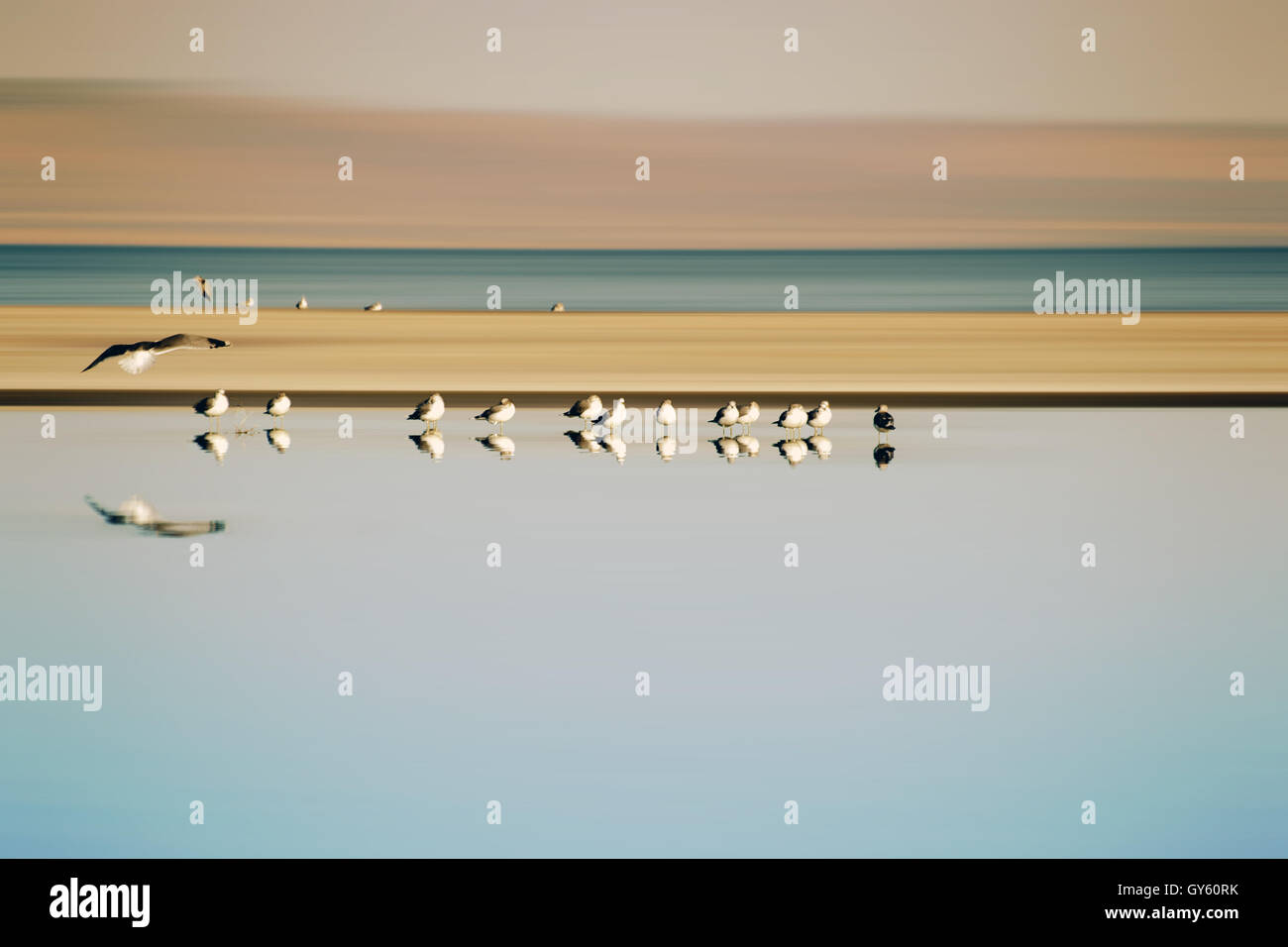 Flock of Birds in Row Stock Photo - Alamy