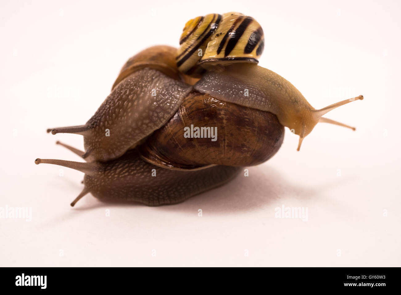 Many Snail High Resolution Stock Photography and Images - Alamy