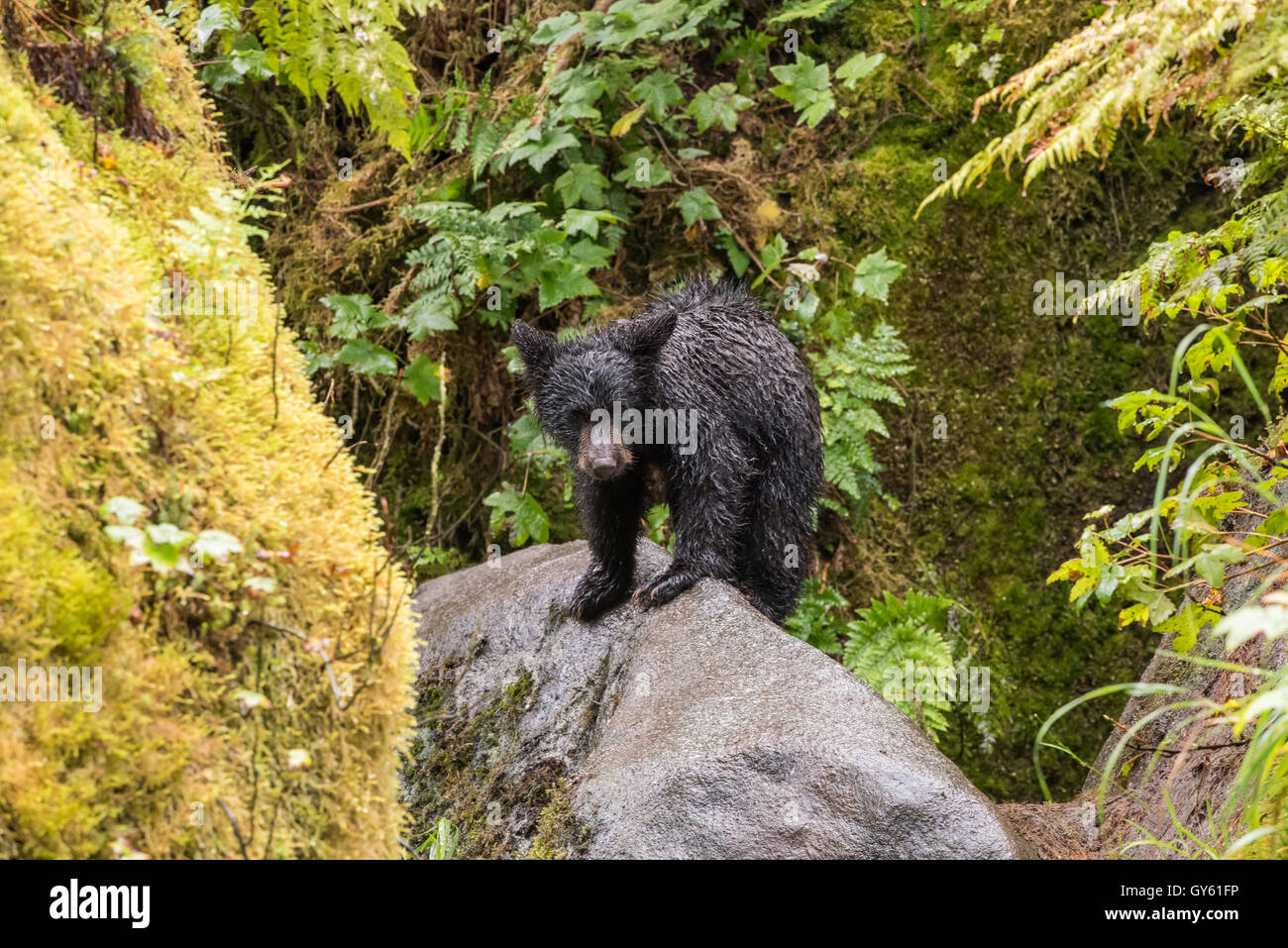 Black bear cub standing on rock hi-res stock photography and images - Alamy