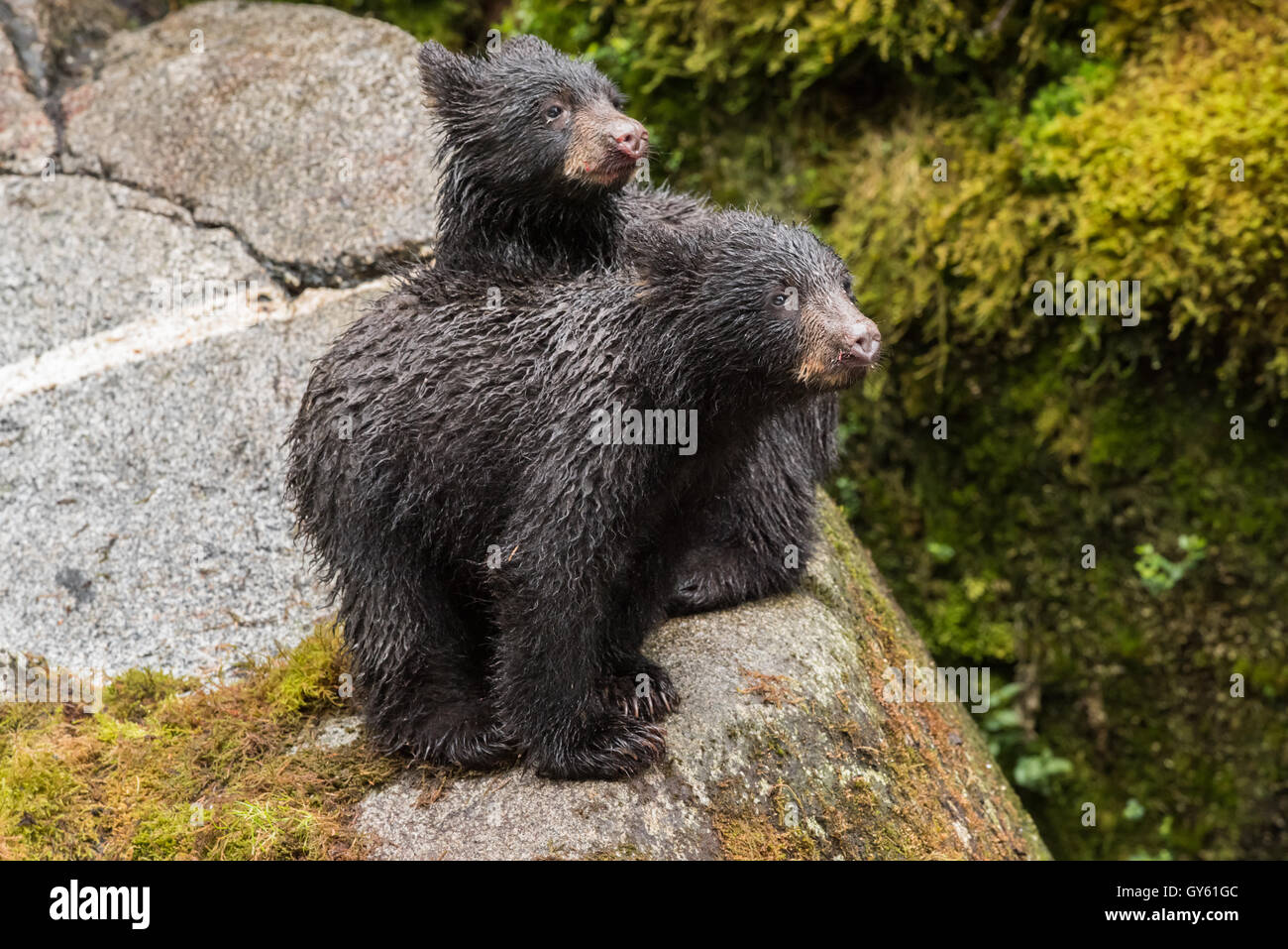 Black bear standing on a rock hi-res stock photography and images - Alamy