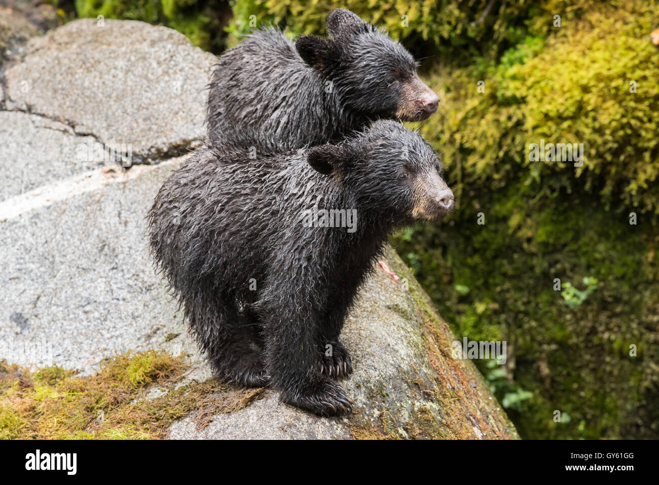 Black bear cub standing on rock hi-res stock photography and images - Alamy