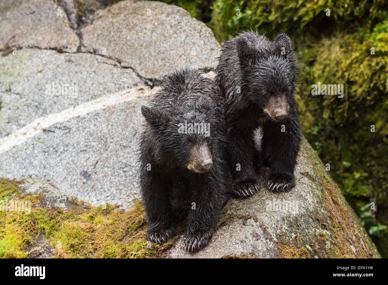Black bear stock photo and image hi-res stock photography and images ...