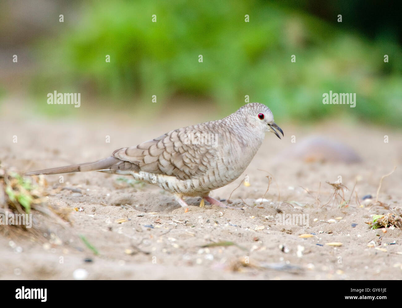 Inca dove columbina inca hi-res stock photography and images - Alamy