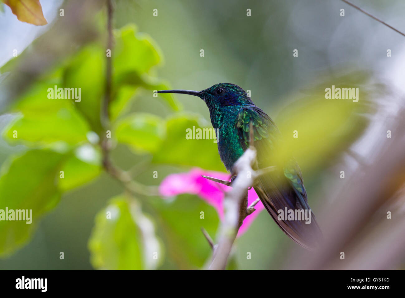 beautiful hummingbird perched on a branch in the tropical rainforest of ...
