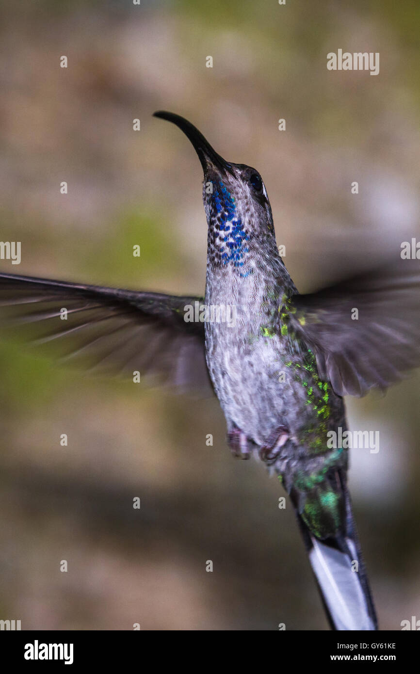 close up of a beautiful white bellied hummingbird in flight Stock Photo ...