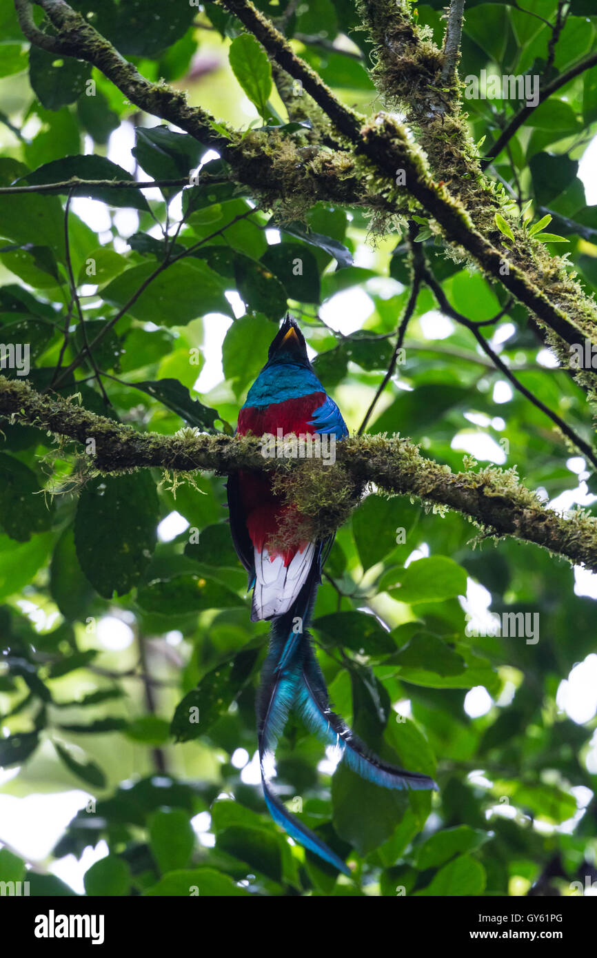 Quetzal verde hi-res stock photography and images - Alamy