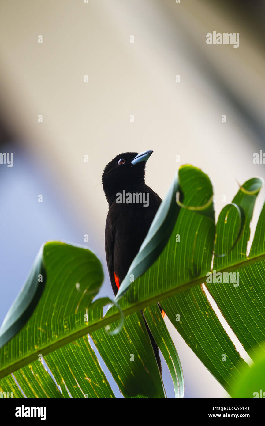 Tanger animal hi-res stock photography and images - Alamy