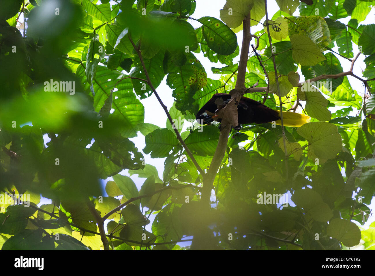 view of a colorful Oropendola bird in the rainforest of San Carlos ...
