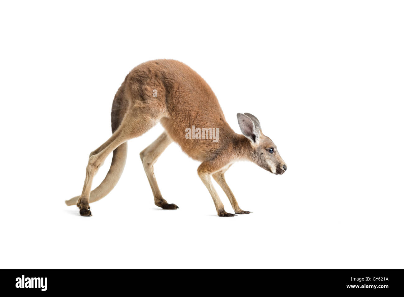 Red kangaroo on white background Stock Photo - Alamy