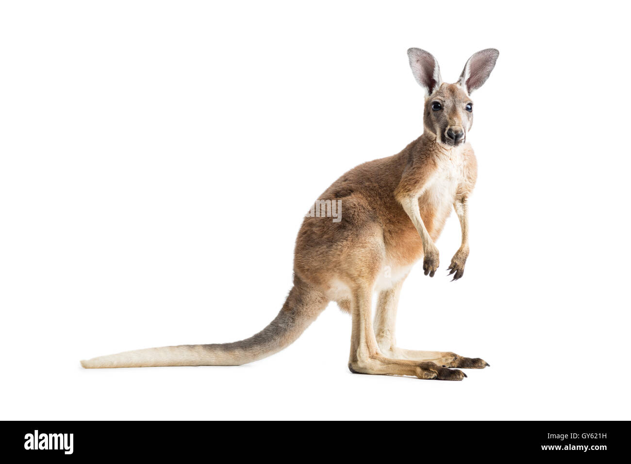 Red kangaroo on white background Stock Photo - Alamy