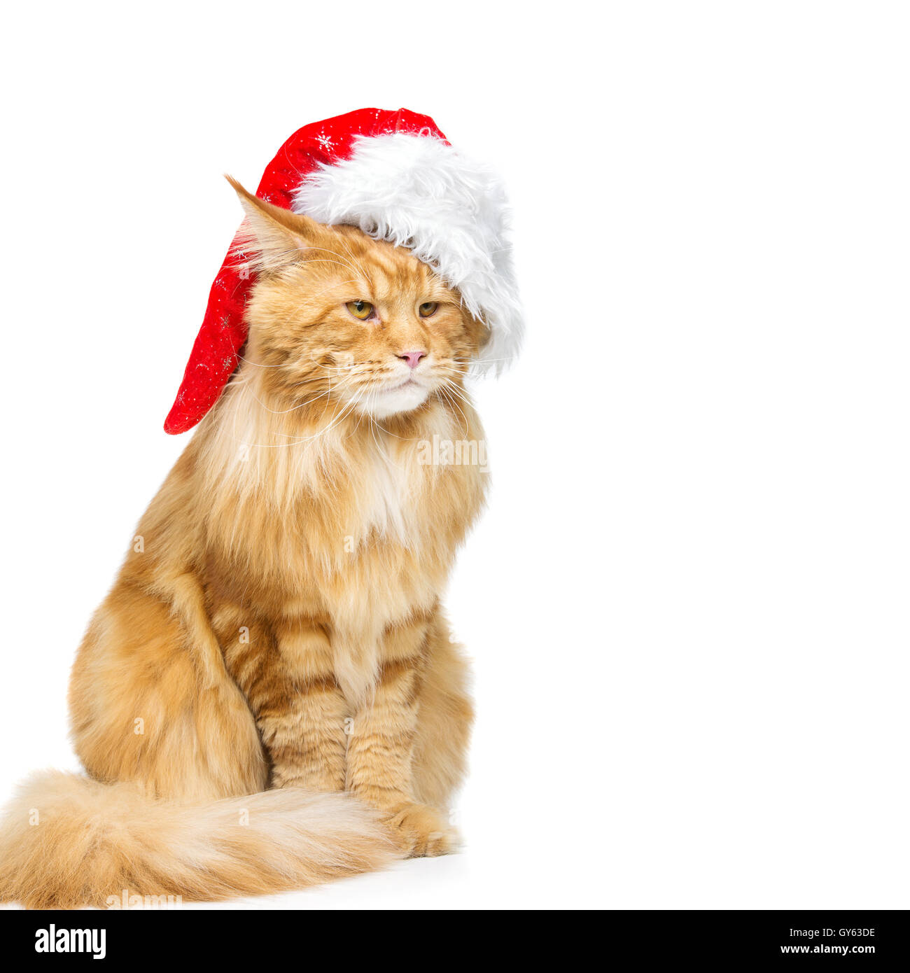 Big ginger cat in christmas hat Stock Photo - Alamy