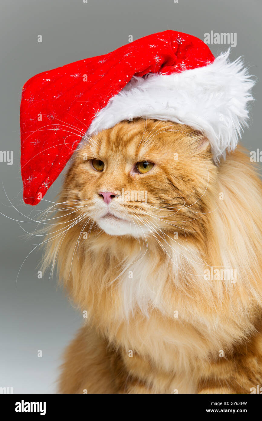 Big ginger cat in christmas hat Stock Photo - Alamy