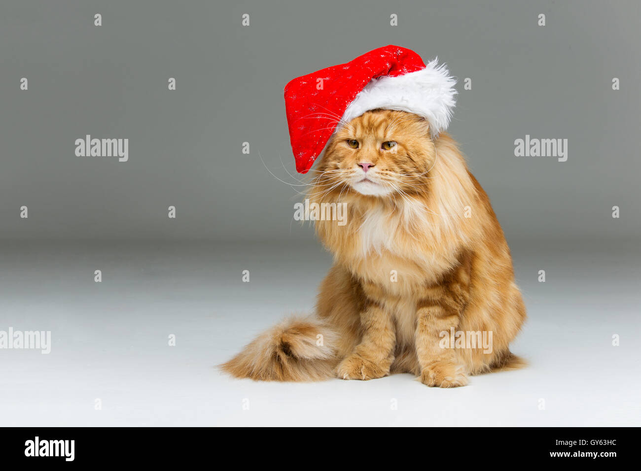 Big ginger cat in christmas hat Stock Photo - Alamy