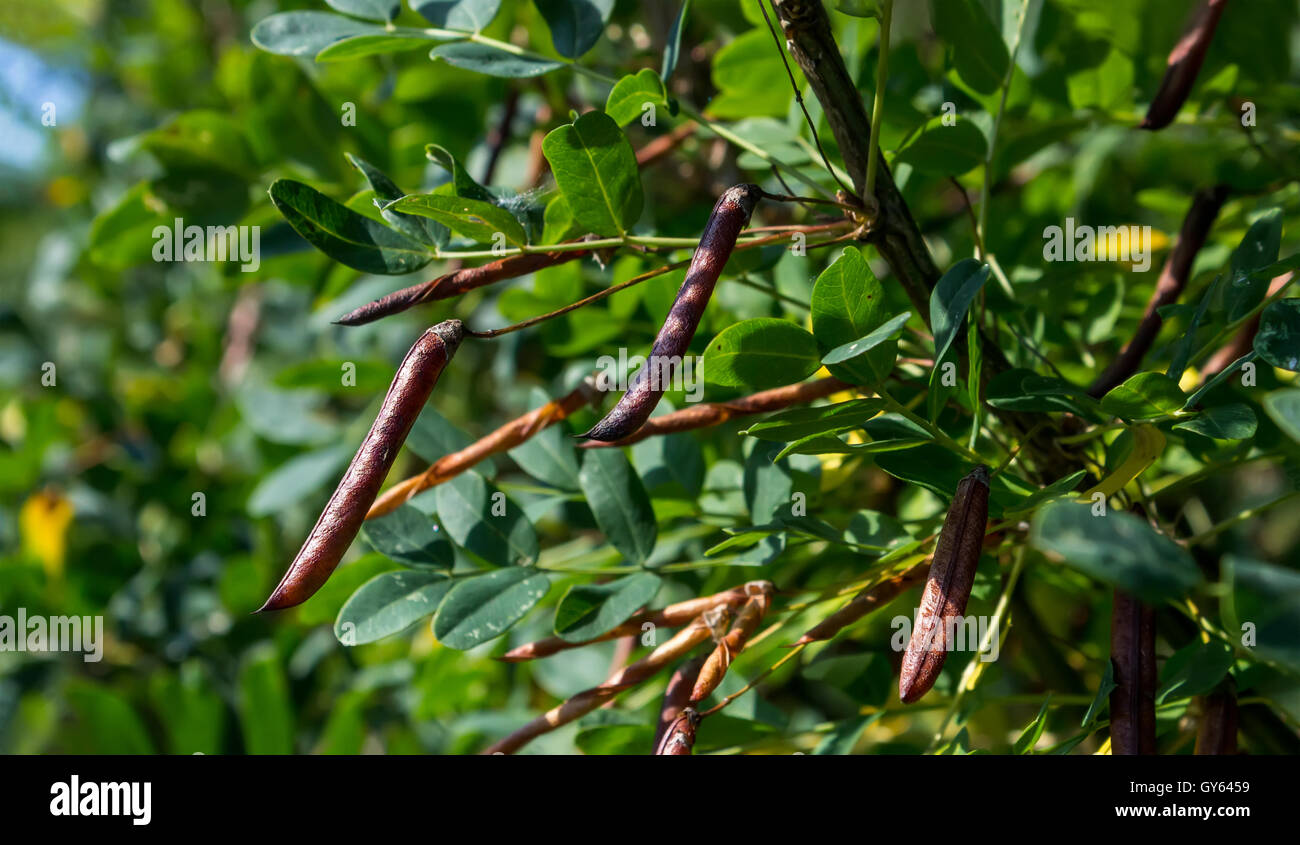 Karagan hi-res stock photography and images - Alamy