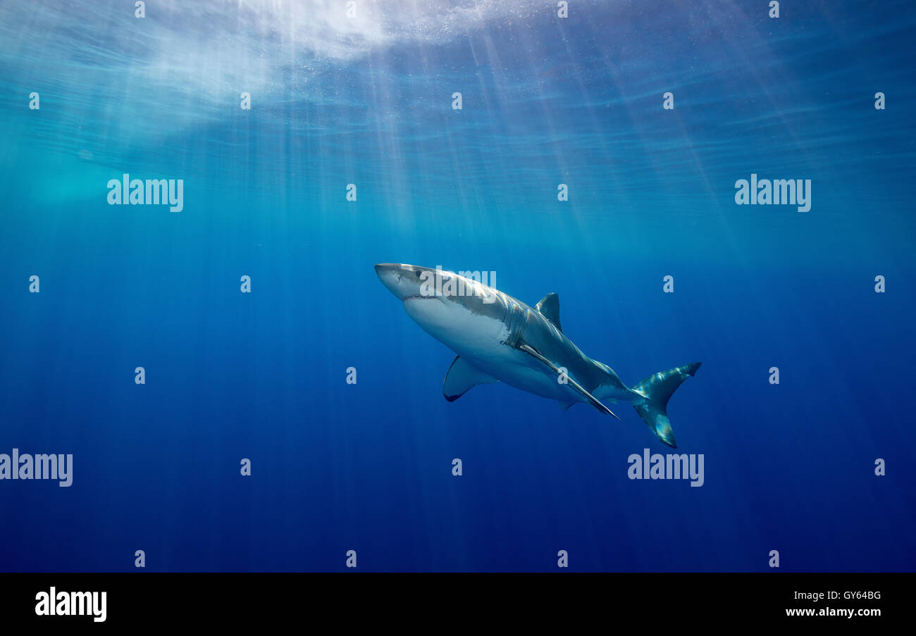 Great white shark underwater at Guadalupe Island Mexico Stock Photo - Alamy