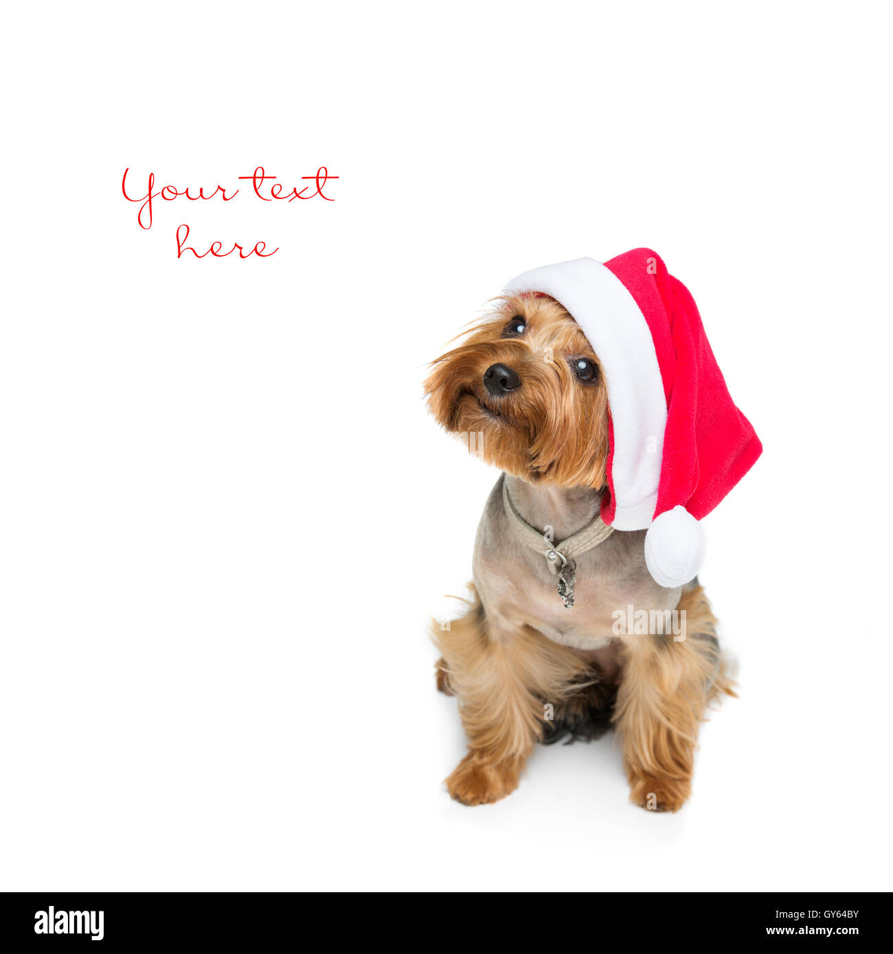 Yorkie in christmas hat hi-res stock photography and images - Alamy