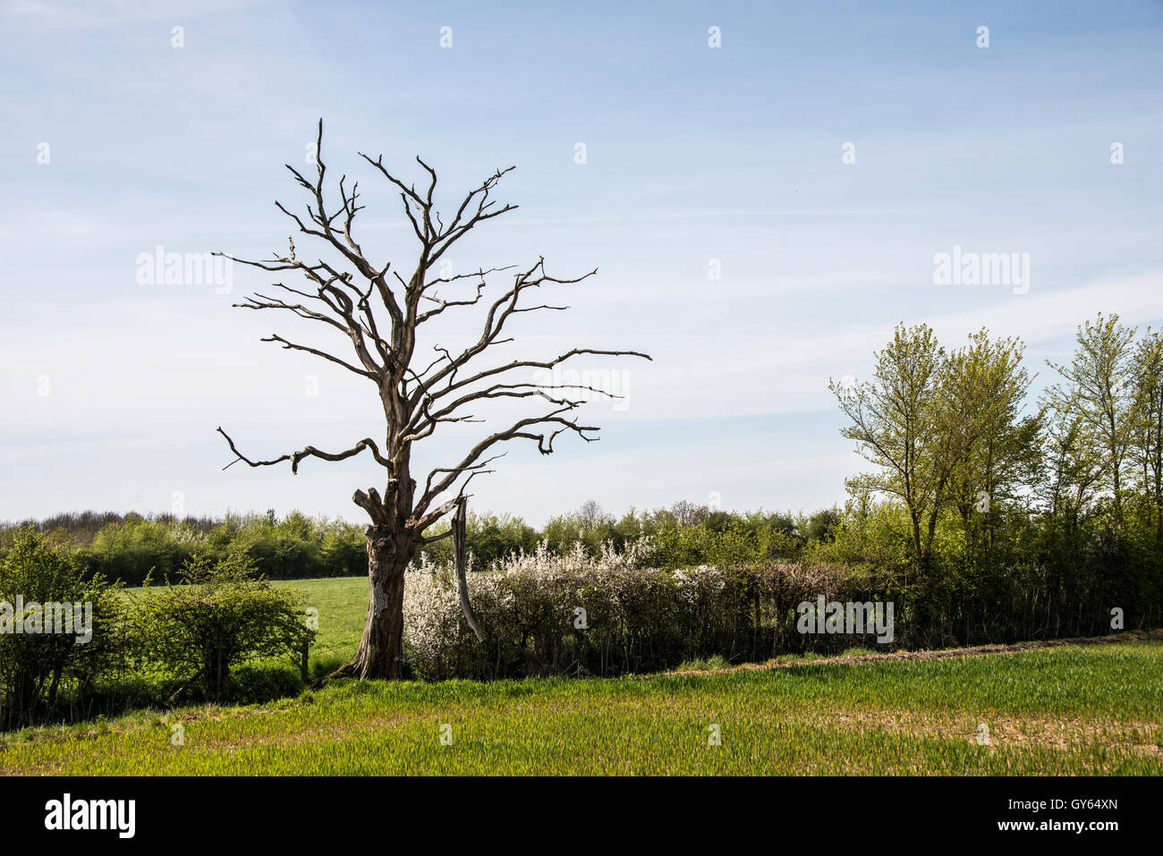 Dead tree in a field Stock Photo - Alamy