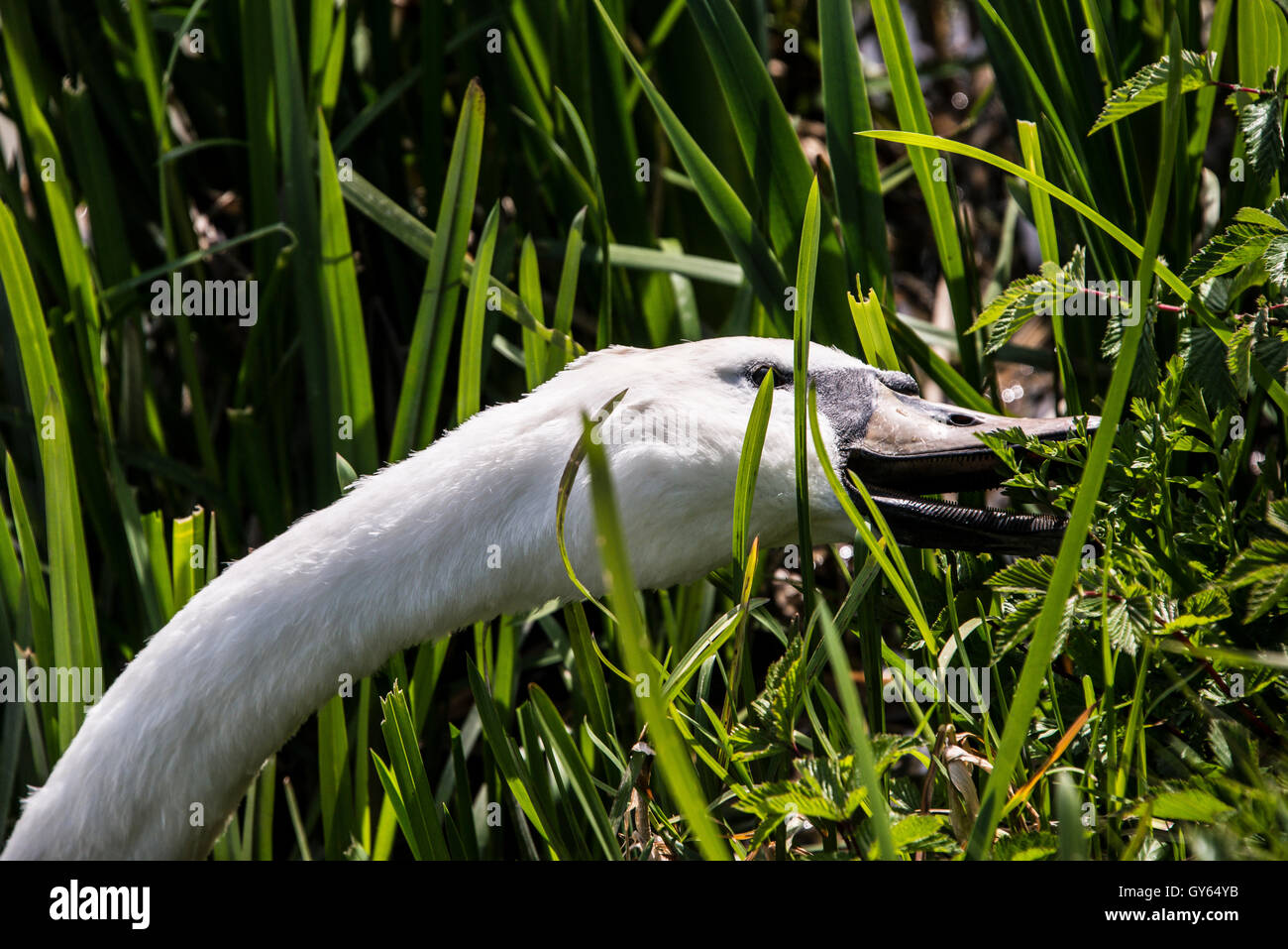 A young swan feeding Stock Photo - Alamy