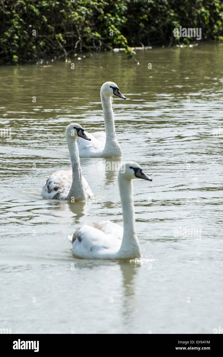 Three young swans on the canal Stock Photo - Alamy