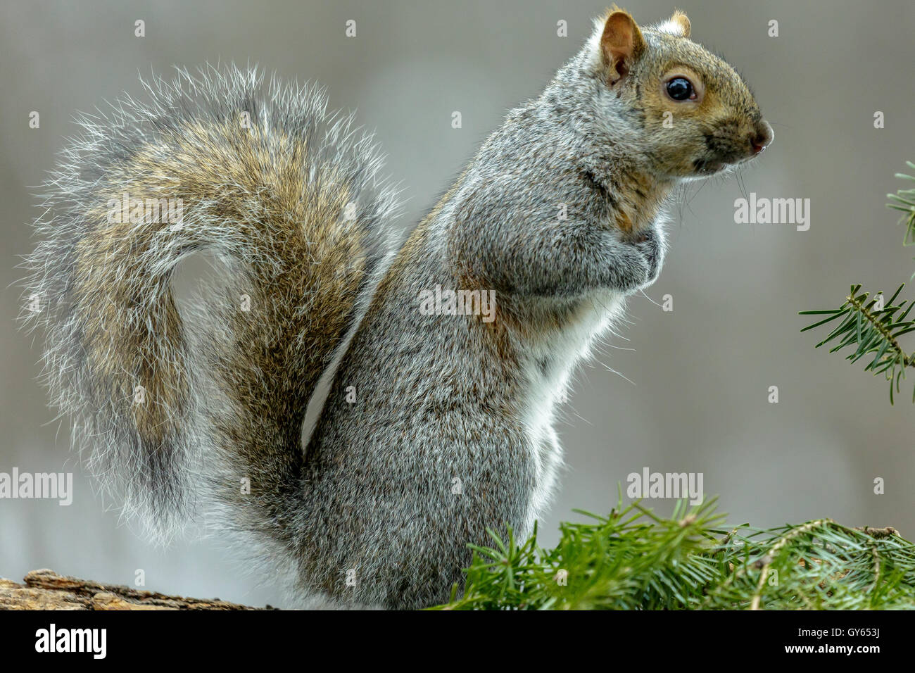 Gray squirrel sitting up looking around Stock Photo - Alamy