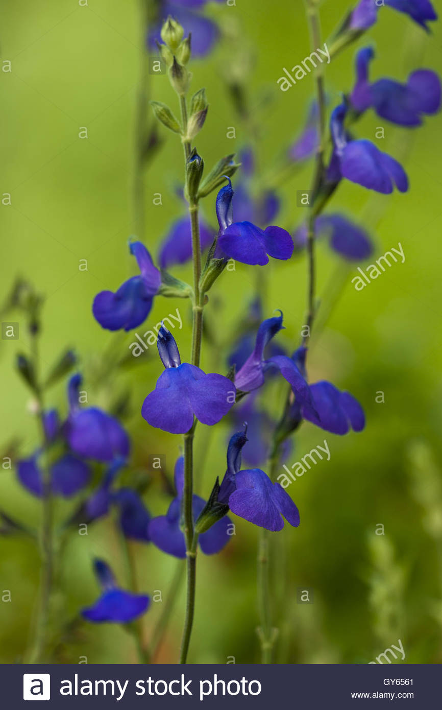 Salvia Greggii Stock Photos & Salvia Greggii Stock Images - Alamy