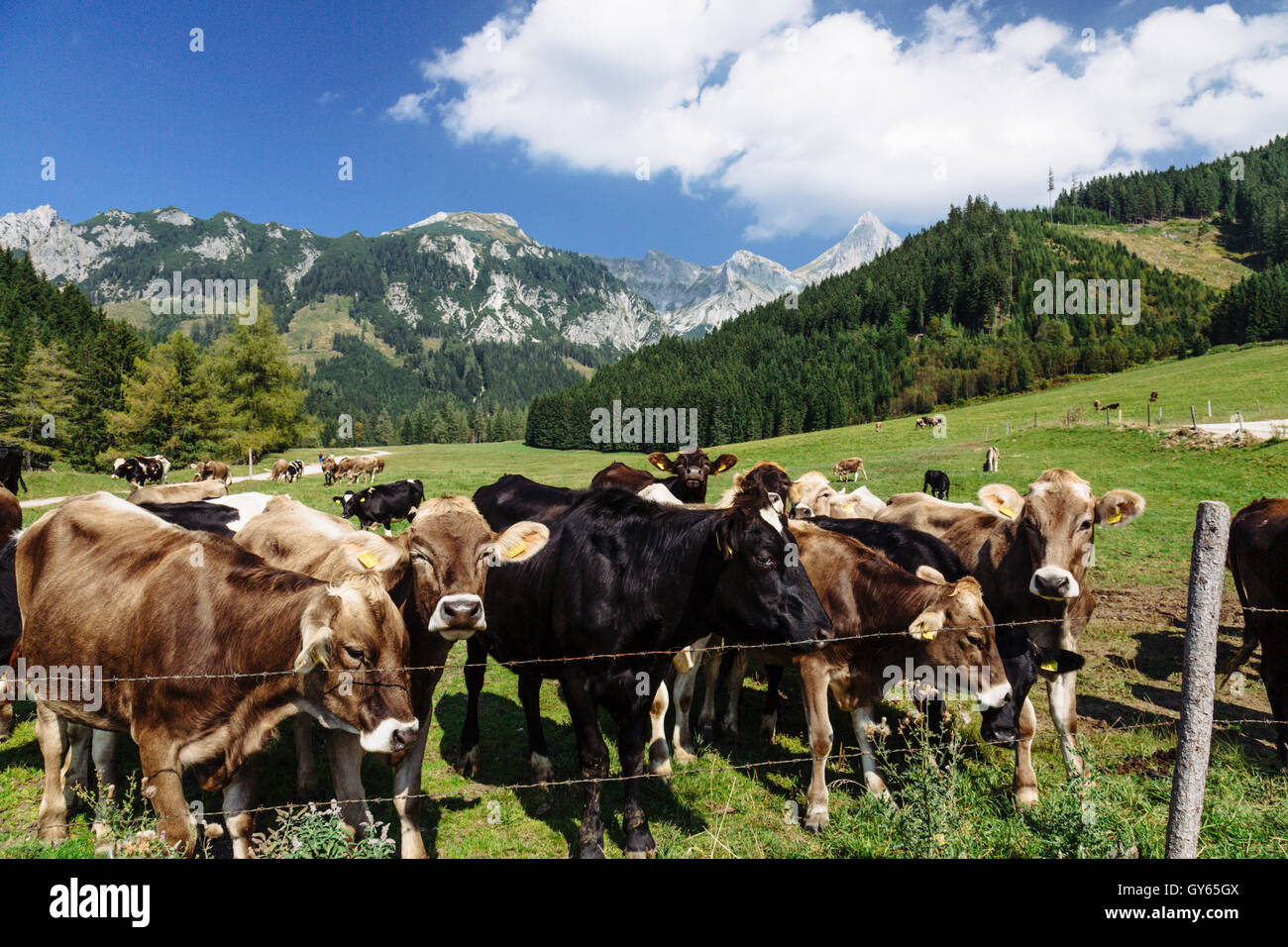 Austrian Culture, Alp, Cows, Kaiserau, Styria, Austria Stock Photo - Alamy