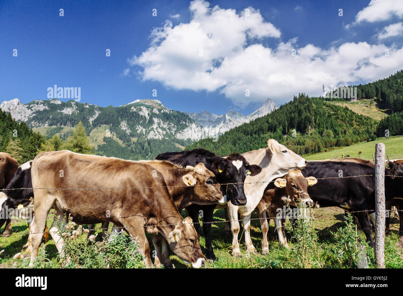 Austrian Culture, Alp, Cows, Kaiserau, Styria, Austria Stock Photo - Alamy