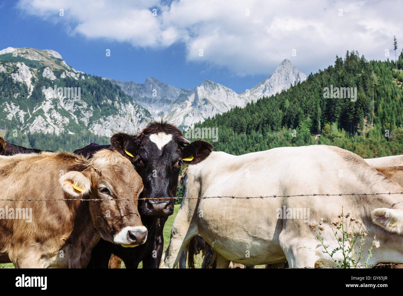 Austrian Culture, Alp, Cows, Kaiserau, Styria, Austria Stock Photo - Alamy