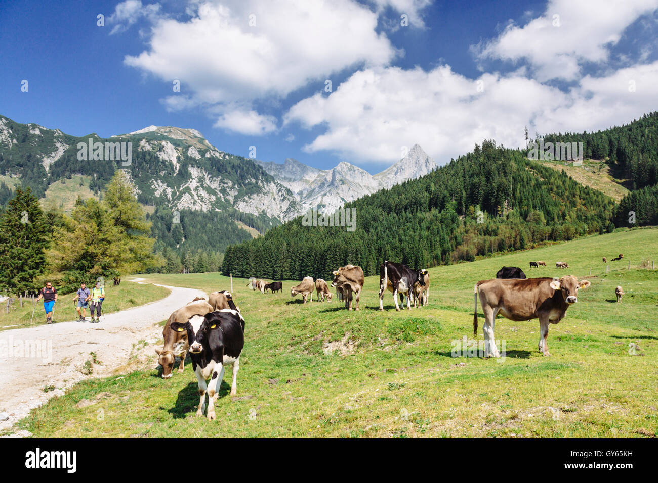 Austrian Culture, Alp, Cows, Kaiserau, Styria, Austria Stock Photo - Alamy