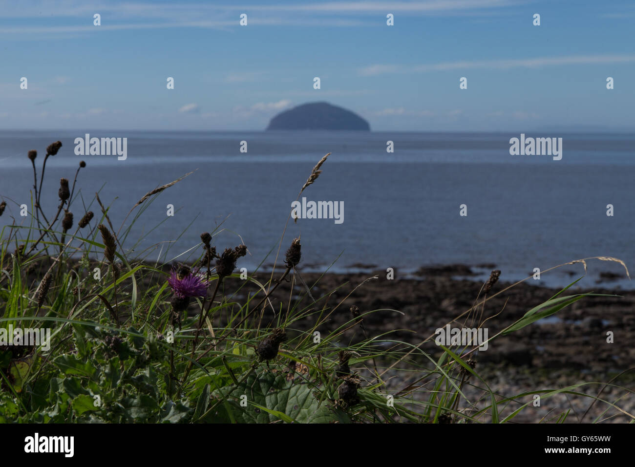 Ailsa amongst the flowers Stock Photo - Alamy