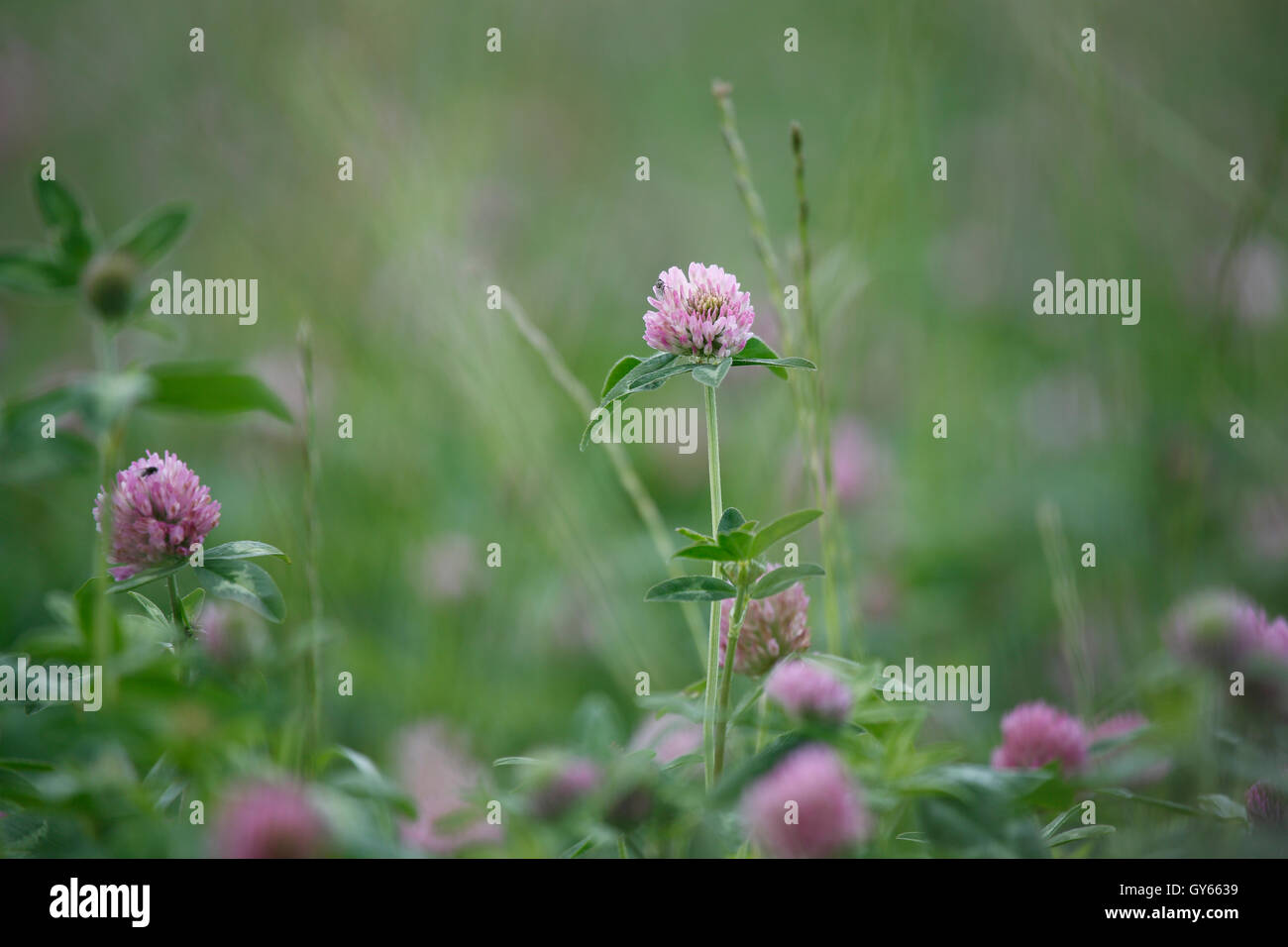 Clover pasture hi-res stock photography and images - Alamy