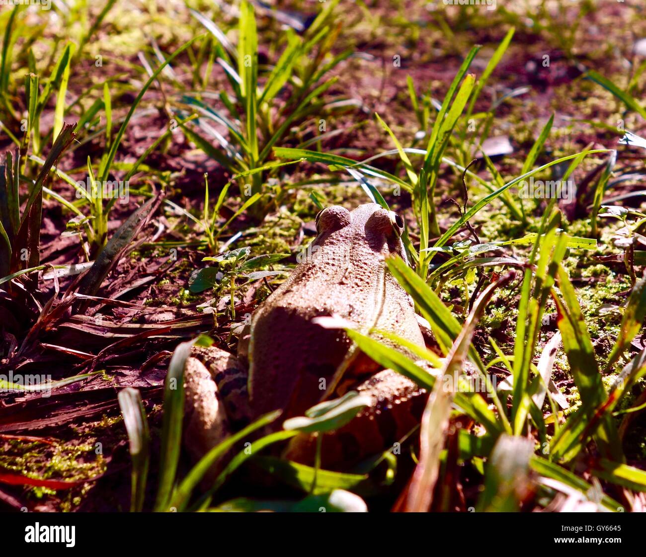 Meadow tree frog hi-res stock photography and images - Alamy