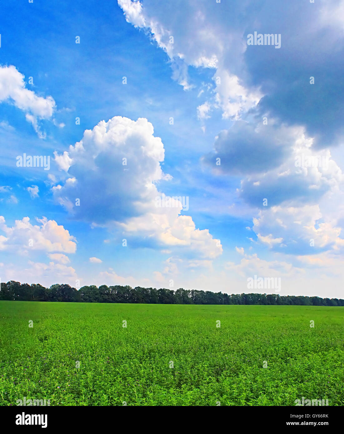 View of green lucerne field under blue sky Stock Photo - Alamy