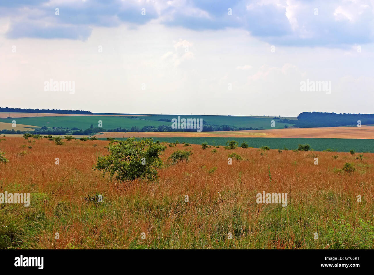 Meadows and fields in the summer, Ukraine Stock Photo - Alamy