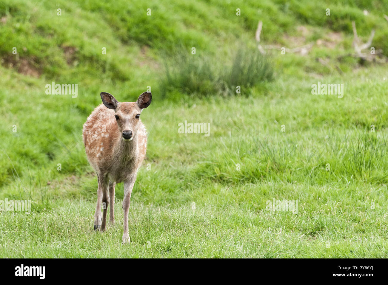 Red dear are a UK native species Stock Photo - Alamy