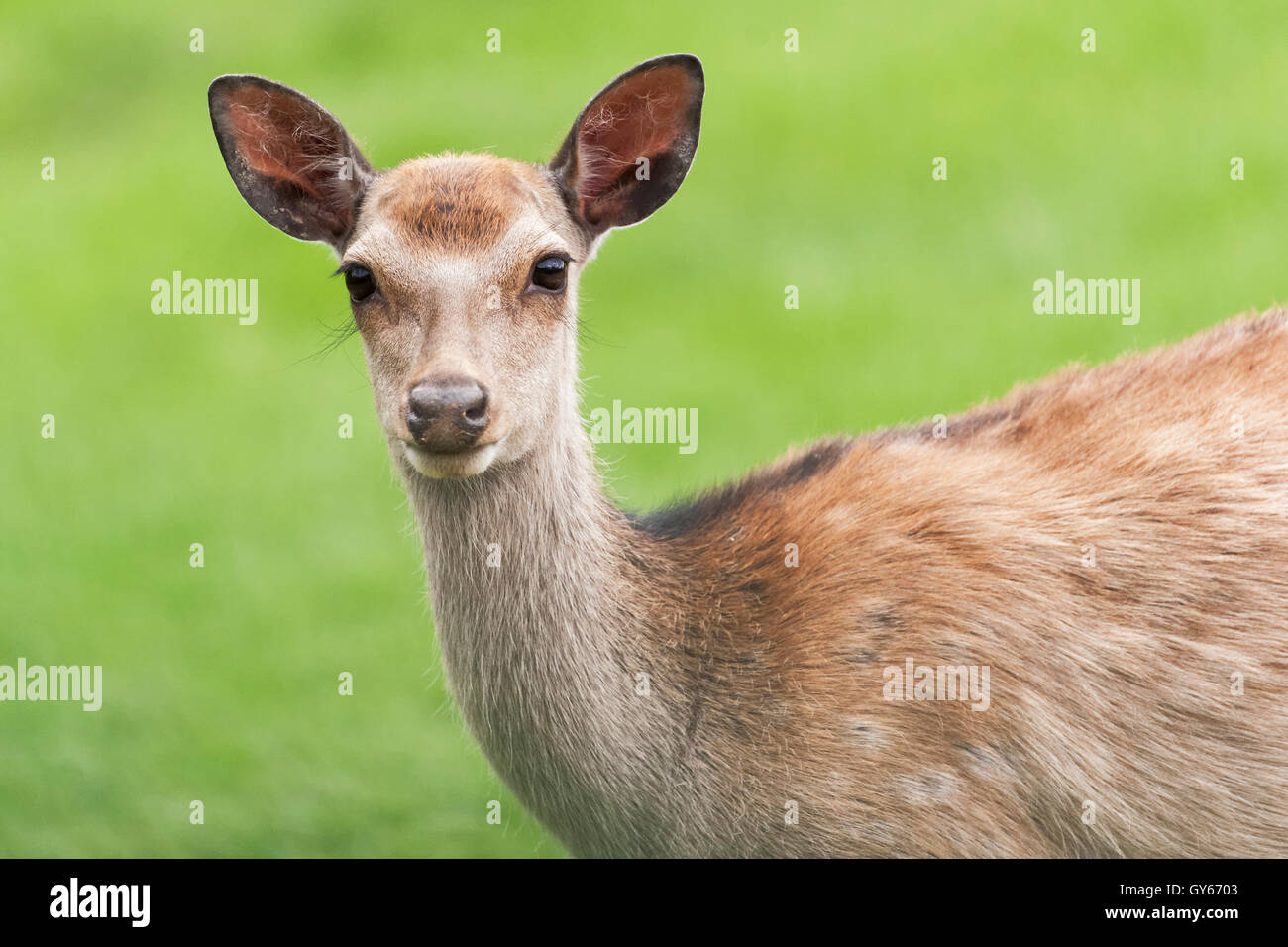 Uk native species hi-res stock photography and images - Alamy